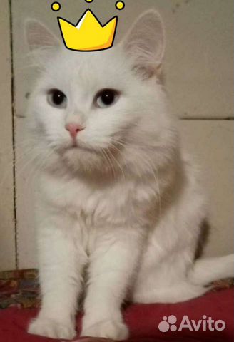 Кошечка-белоснежка