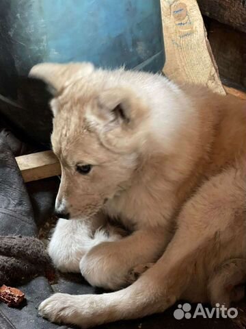 Щенок ищет дом