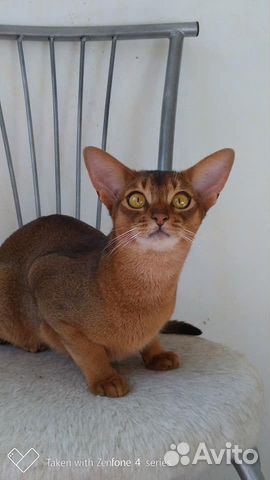 Абиссинский кот