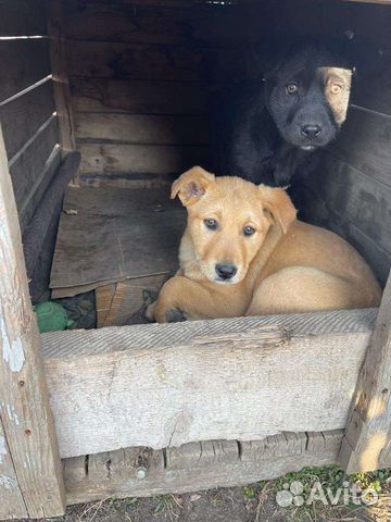 Щеночек ищет дом и заботливую семью