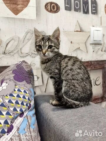 Котята в ответственные руки