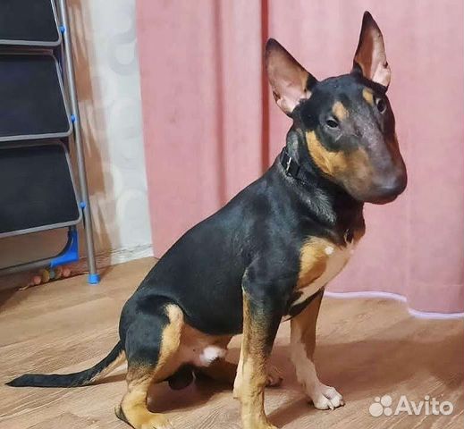 Щенок стандартного бультерьера