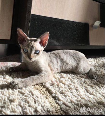 Кошечка на вязку