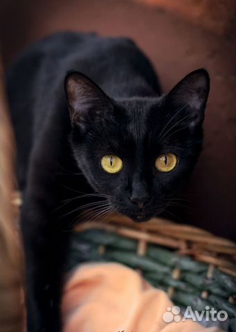 Котенок черный