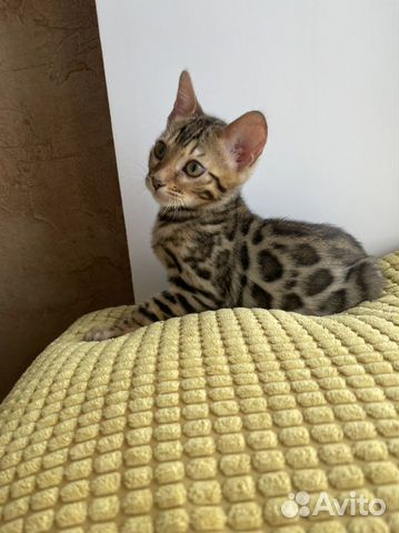 Бенгальские котята продажа