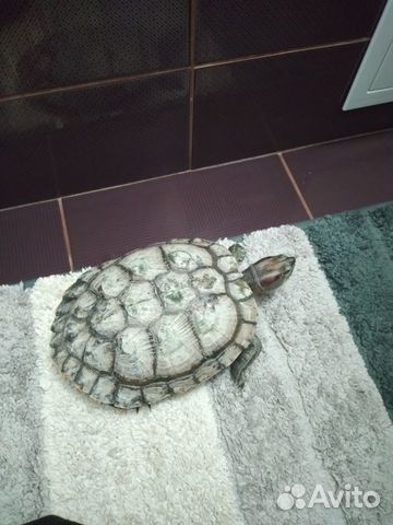 Черепаха водная