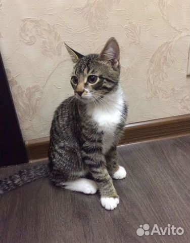 Плюшевый котенок - мальчик - в добрые руки