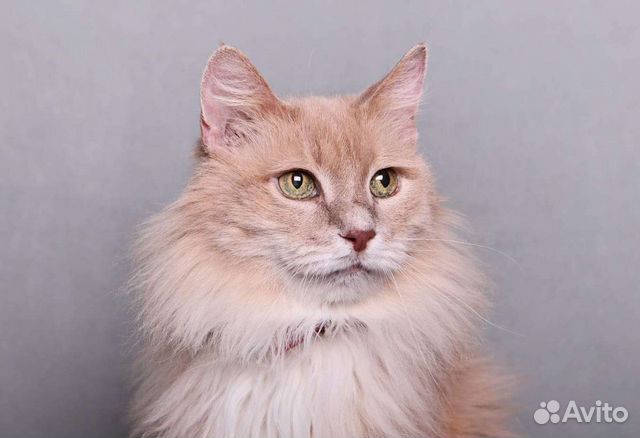 Кошки в добрые руки