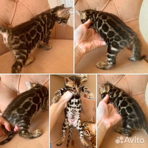 Бенгальские котята