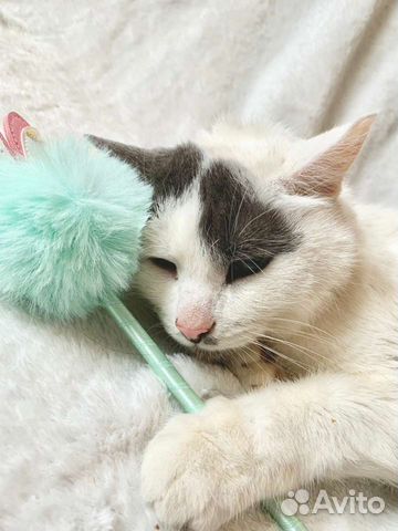 Кошечку выбросили