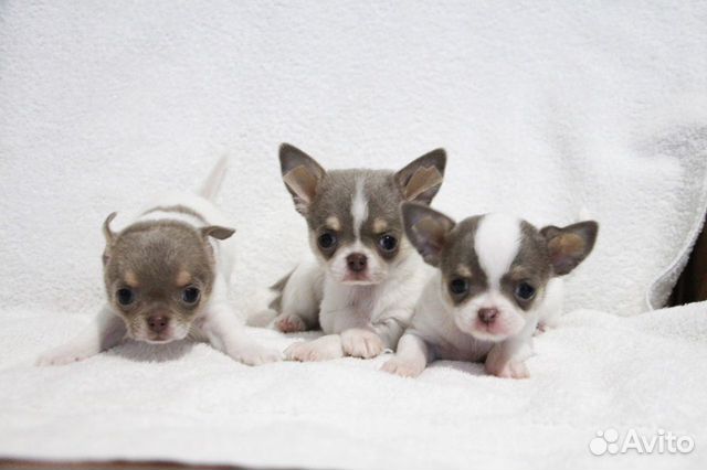 Лиловые миники