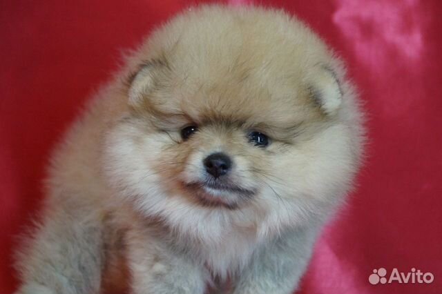 Померанский шпиц- милые медвежата