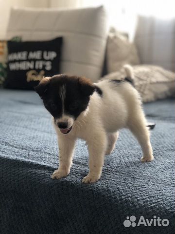 Щенок метис мальчик в добрые руки