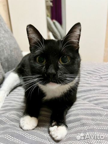 Котик Боря 1,5 года