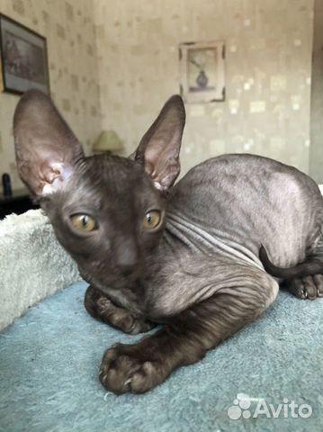 Котенок корниш - рекс