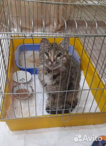 Крик о помощи для кошечки