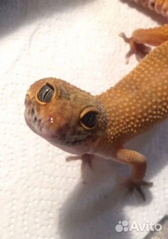 Эублефар самка супер гипо танжерин