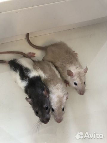 Крысята бесплатно крысы