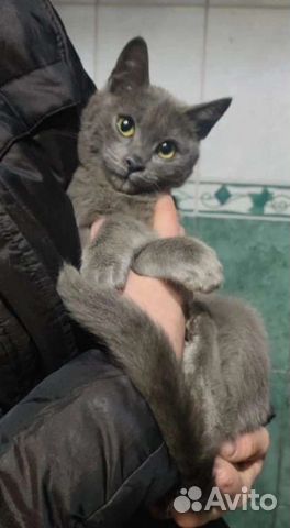 Русский голубой котенок из Крыма