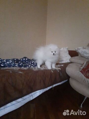 Померанский шпиц мини