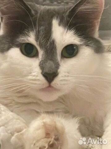 Молоденькая кошечка Машка ищет дом