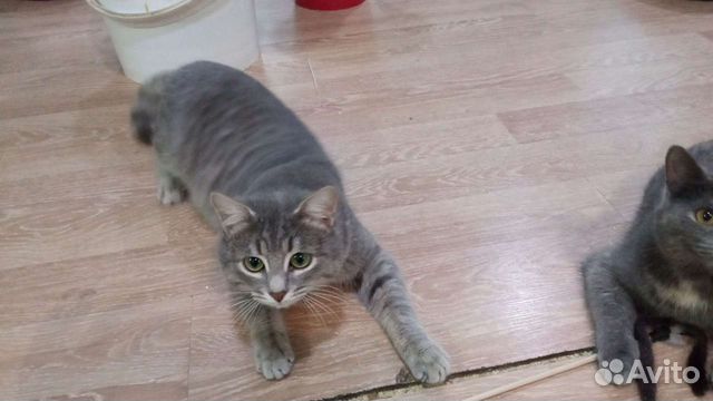 Потрясающий кот в дар