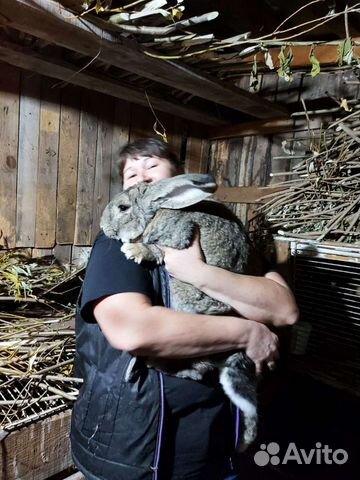 Кролики породы фландр