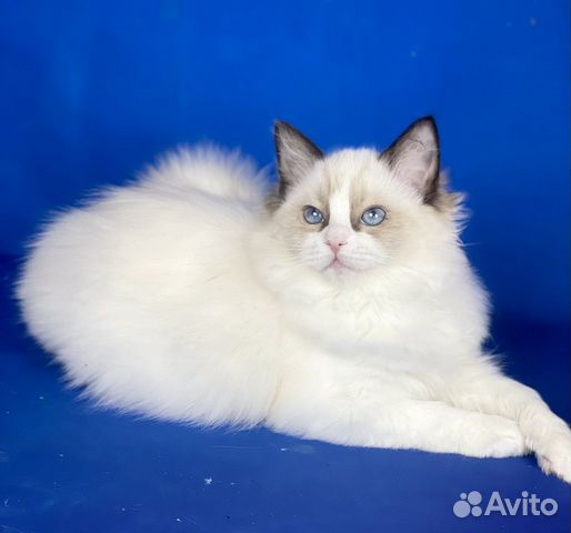 Ragdoll (рэгдолл) девочка шоу
