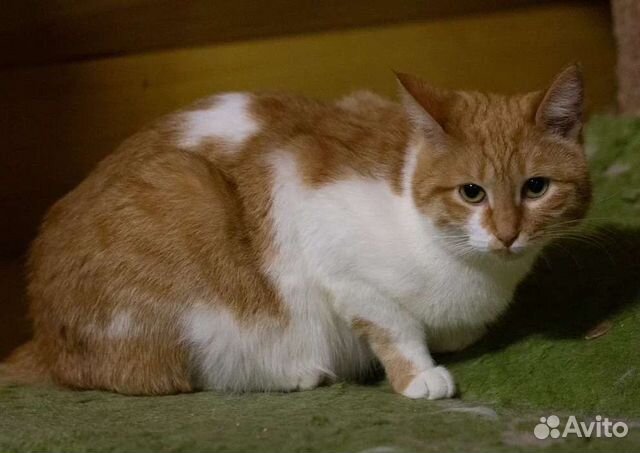 Стеснительная Лисичка в поисках дома