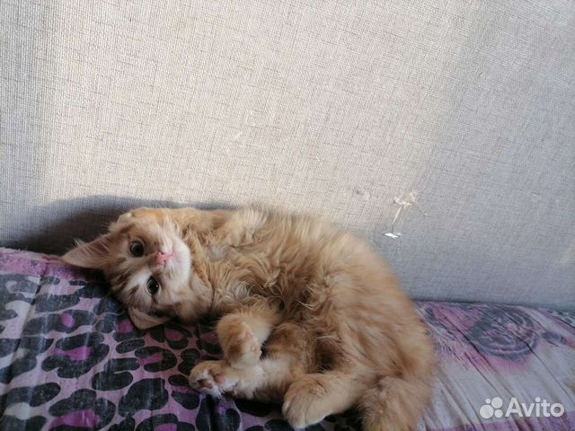 Отдаем котенка 3 месяца