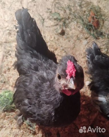 Декоративные куры