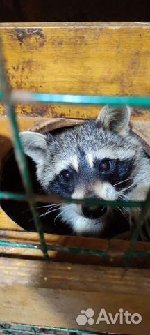 Енот ищет дом