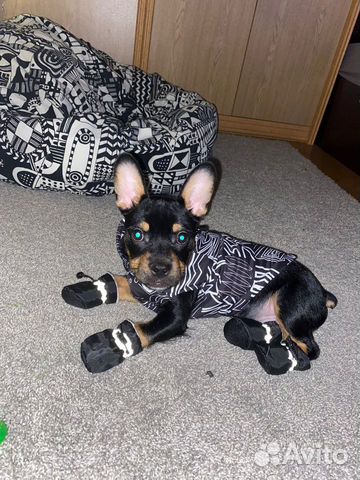 Маленькая собака 3,5 кг мальчик