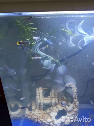 Рыбки гуппи