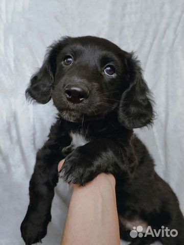 Собака в добрые руки щенок