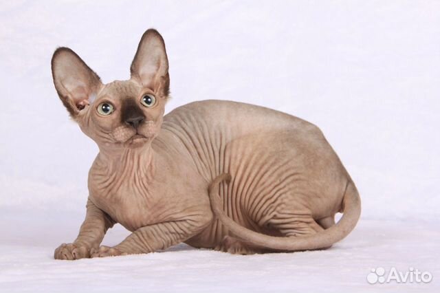 Клубные котята Сфинкс