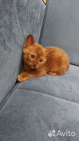 Клубные бурманские котята