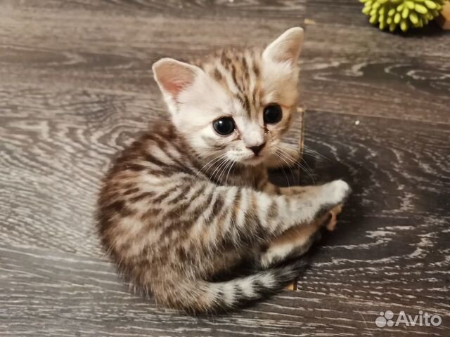 Британский котенок (девочка)