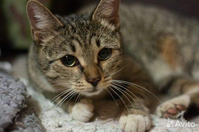 Найдена кошка район Хорошево-Мневники