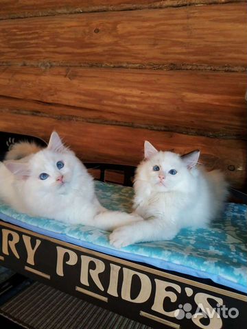 Котята рэгдолл