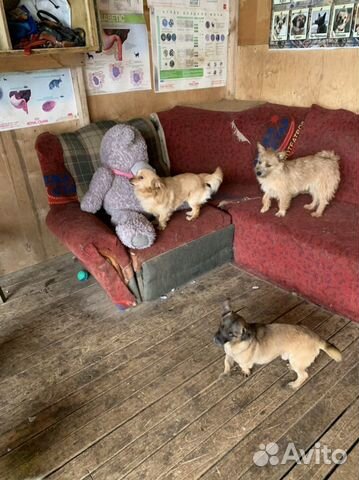 Отдаю собачку Нику в добрые руки