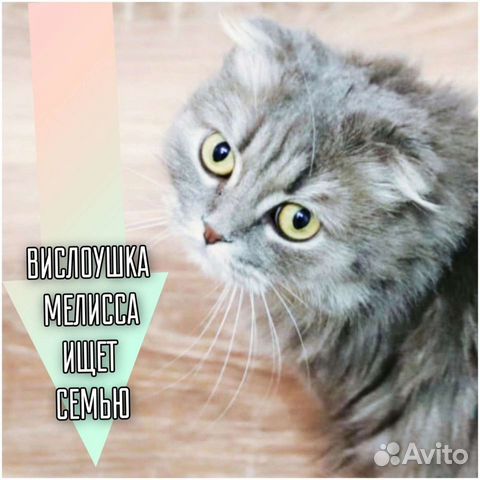 Шотландская вислоушка кошечка Мелисса в дар