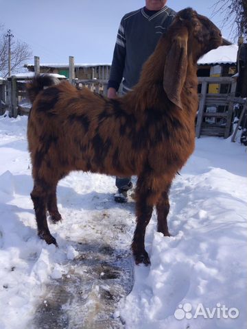 Камори козел