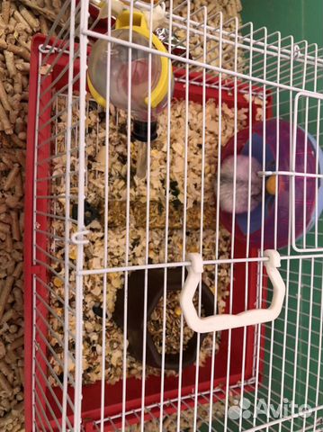 Джингарик с клеткой вместе