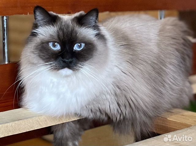 Рэгдолл красавица