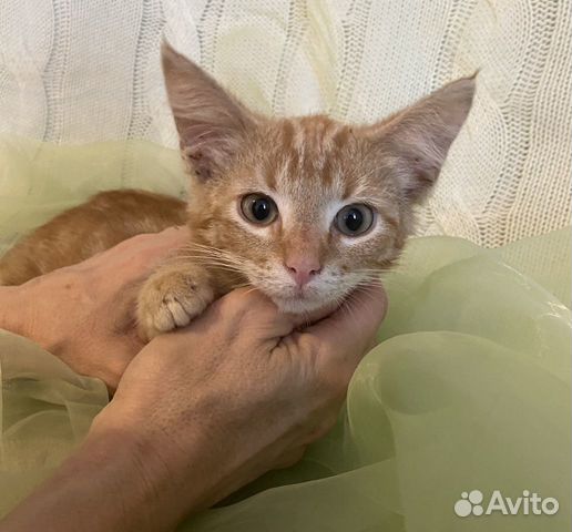Маленькие весенние солнышки