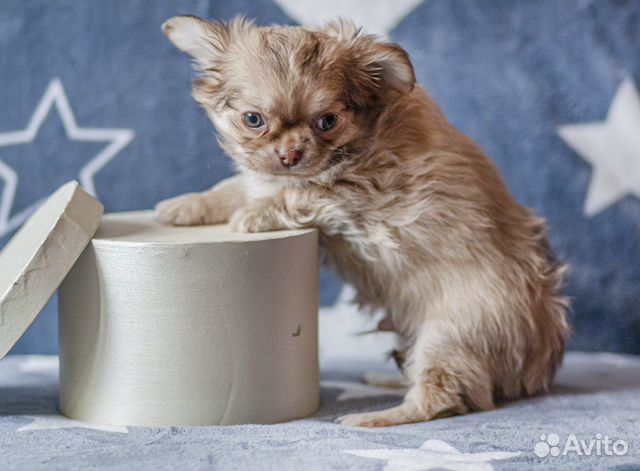 Толстячок Пух чихуахуа