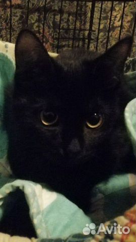 Малышка Наоми -Черный Бриллиант