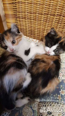 Котята. Кошки