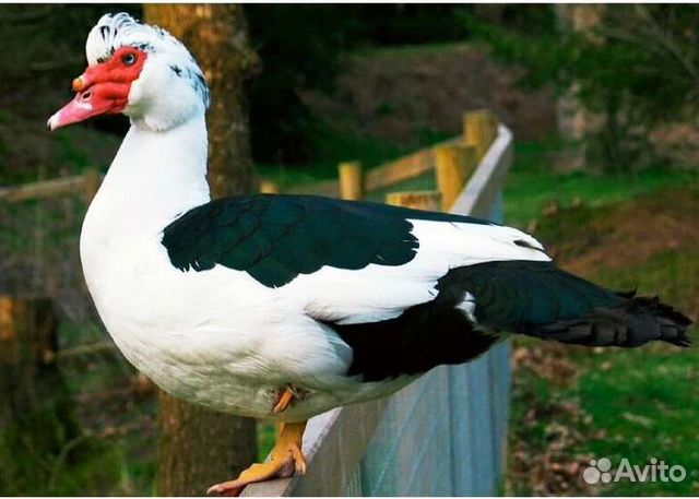 Мускусная утка (индоутка) инкубационное яйцо